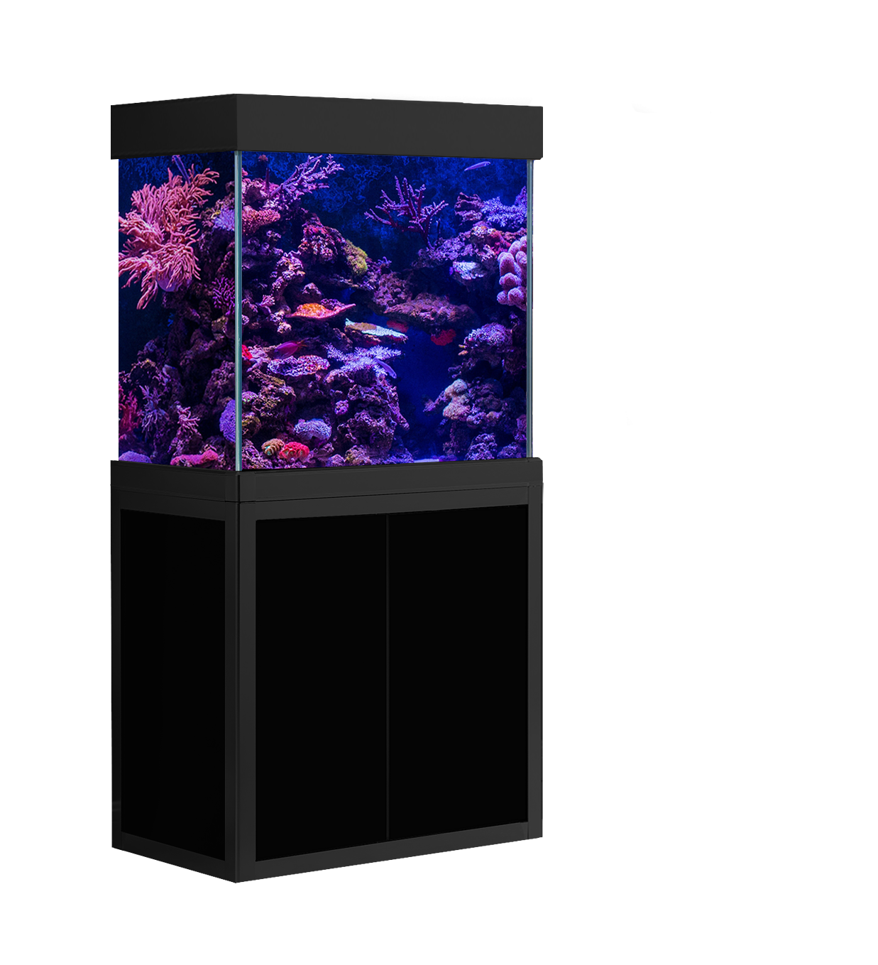 55 Gallon Aquarium Specs – Dimensions, Size & Setup Guide