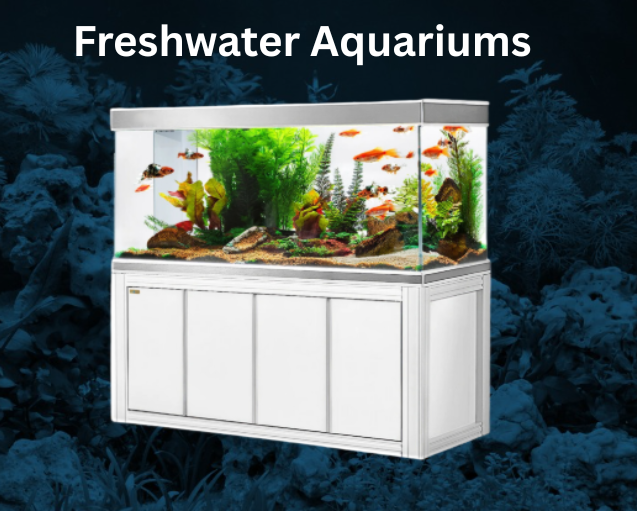 Freshwater Fish Aquarium Collection | Top Aquatic Fish & Plants