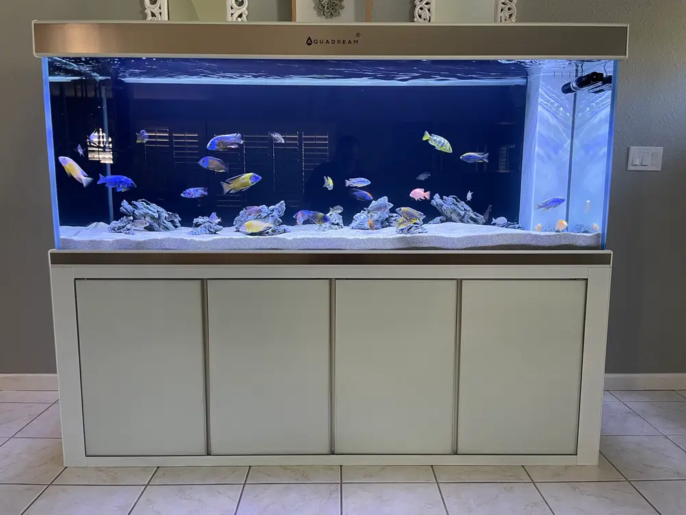 The Best Large Fish Tanks: Professional 150-Gallon Aquarium System